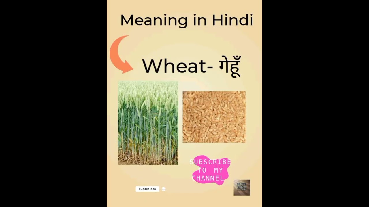 Wheat Meaning In Hindi Shorts Jhakas Entertainment YouTube wheat-meaning-in-hindi-shorts-jhakas-entertainment-youtube