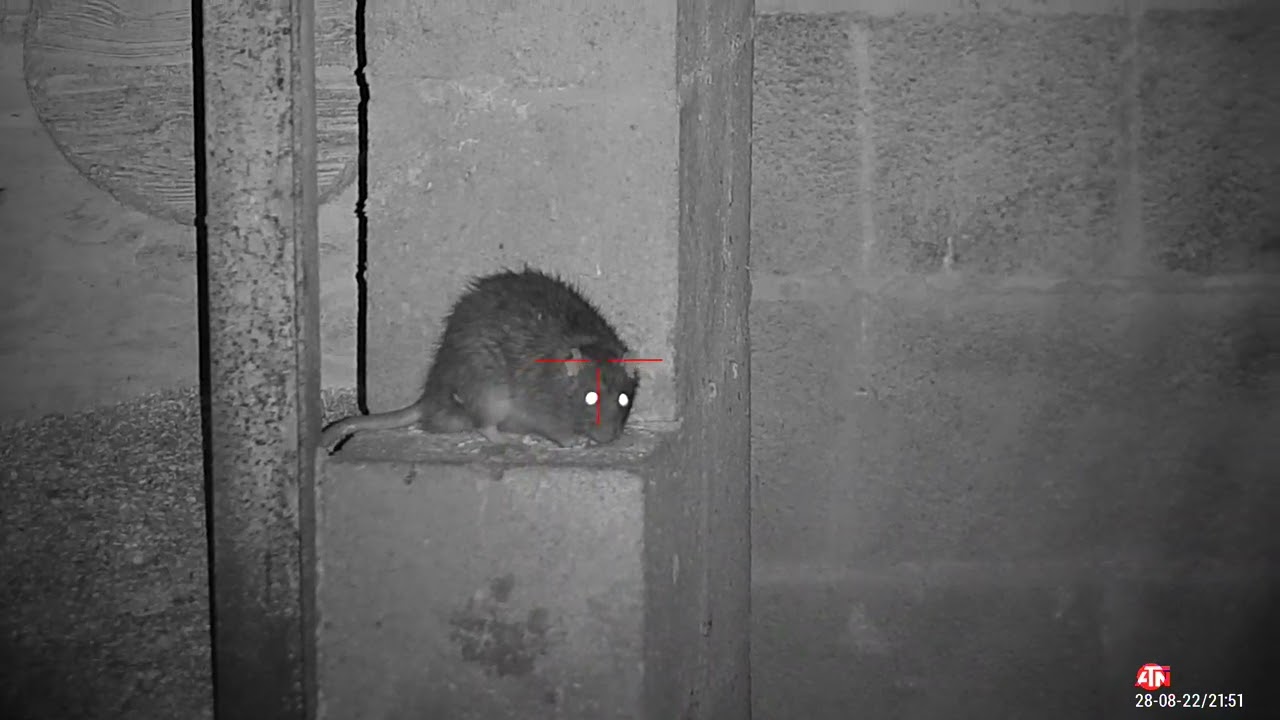 farmyard ratting session28 - YouTube