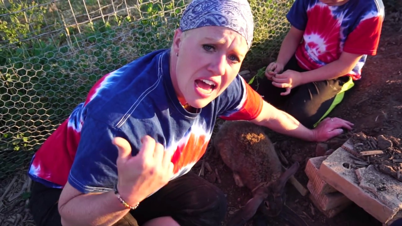 Can You Touch Newborn Rabbits? - YouTube