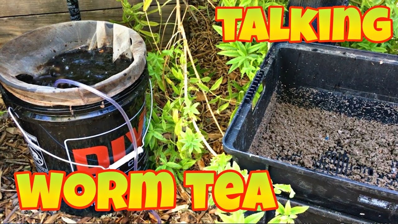 Making and talking worm tea! (Spoiler alert: It's NOT fertilizer) - YouTube