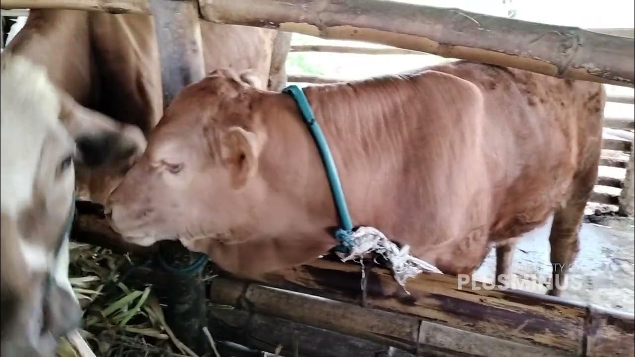 PEDET SUPER CALON SAPI JUMBO DI KANDANG YANG ADEM AYEM PEDESAAN - YouTube