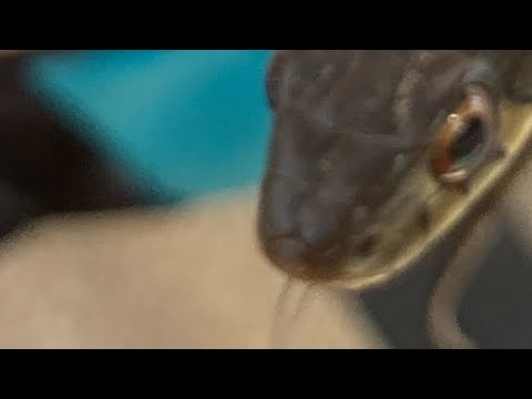 Skibidi snake part 2🐍🚽 - YouTube