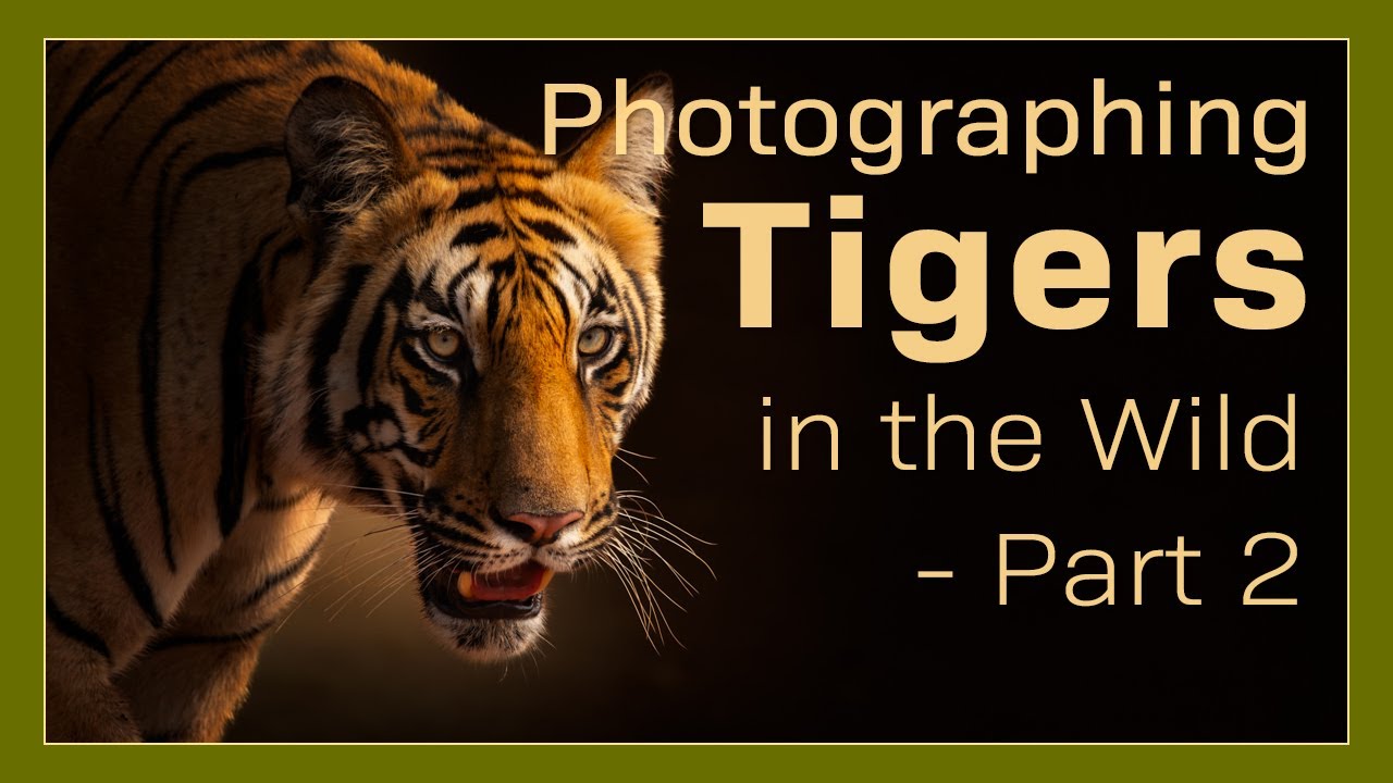 photographing tigers in the wild part 2 | Manpreet Sokhi on Tiger ...