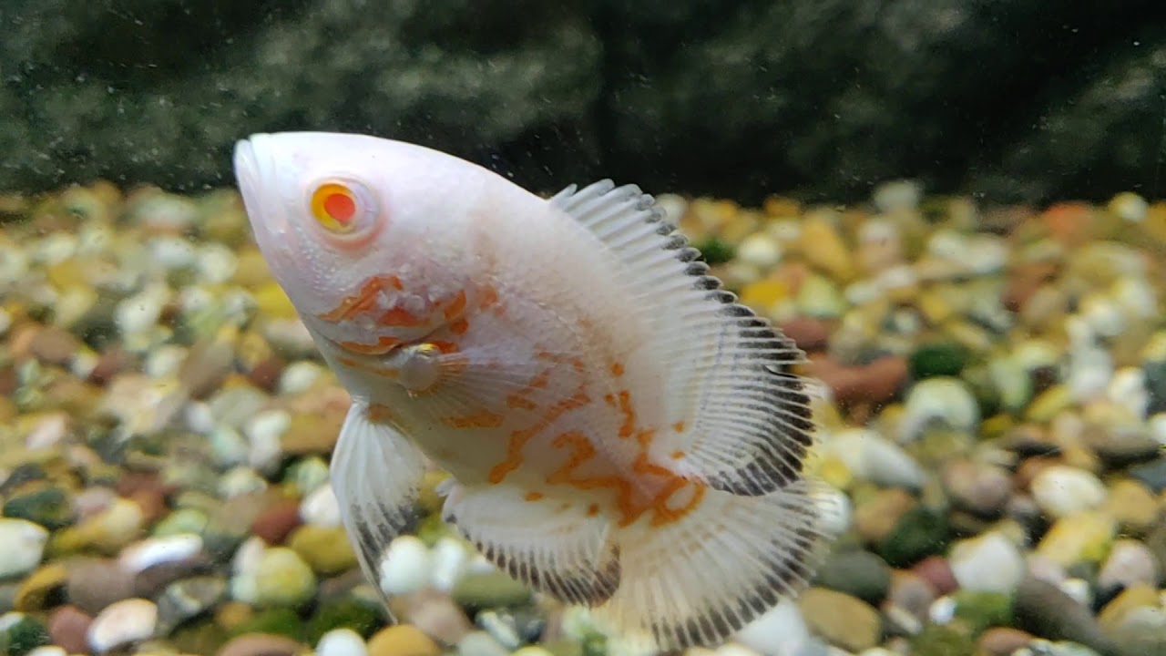 Replacing tubes with Amazon LED light bar in 2ft deep fish tank, - YouTube