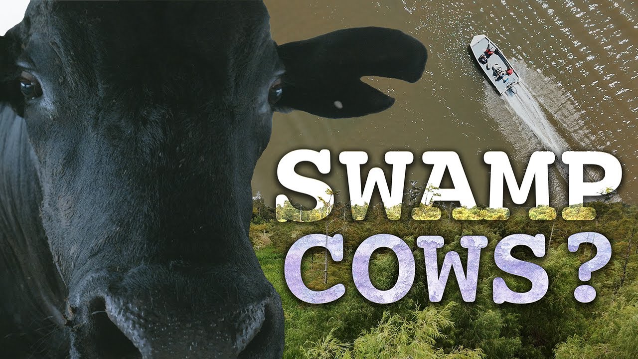 The Hunt for "Swamp Cows" | Louisiana's REAL folktale - YouTube