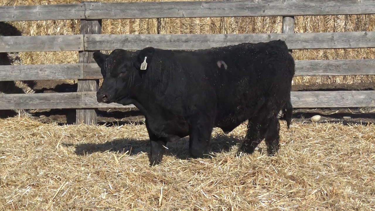 2019 Roche Cattle Bull Sale Lot #65 - YouTube