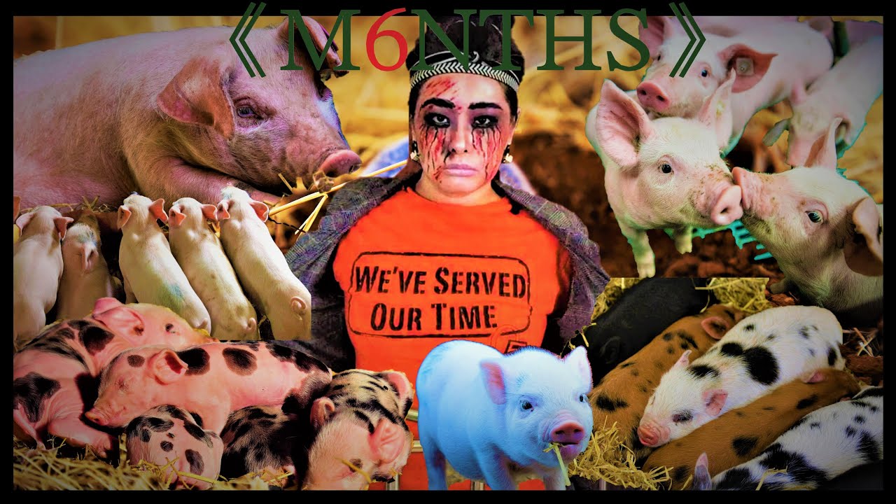 Avocado Studio Ep.18《M6NTHS》六個月 🐽🐷🐖 - YouTube