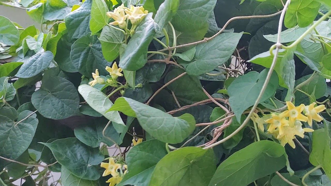 New Flowers Kodi Sampangi - YouTube