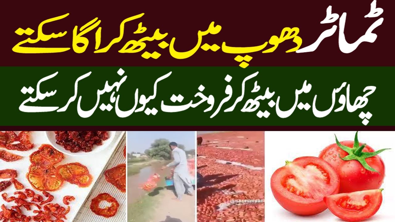 How to Make Sun Dried Tomatoes | Tomato value addition in Pakistan ...