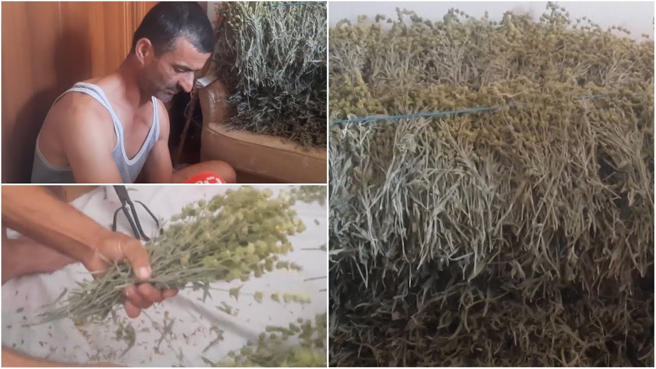 "Me çaj e rigon" Familjet e Gjirokastrës mbajnë familjet me bimët që ...