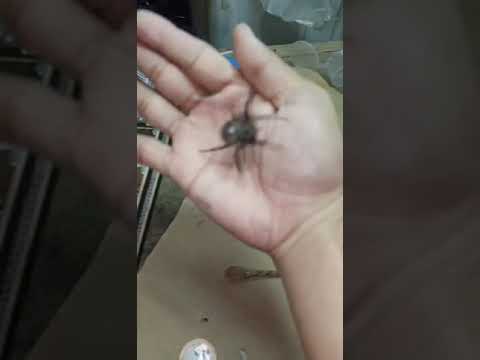 JAPAN G BIGGER THAN 20 PESO COIN #gagamba #gagamba #spiderman #family # ...