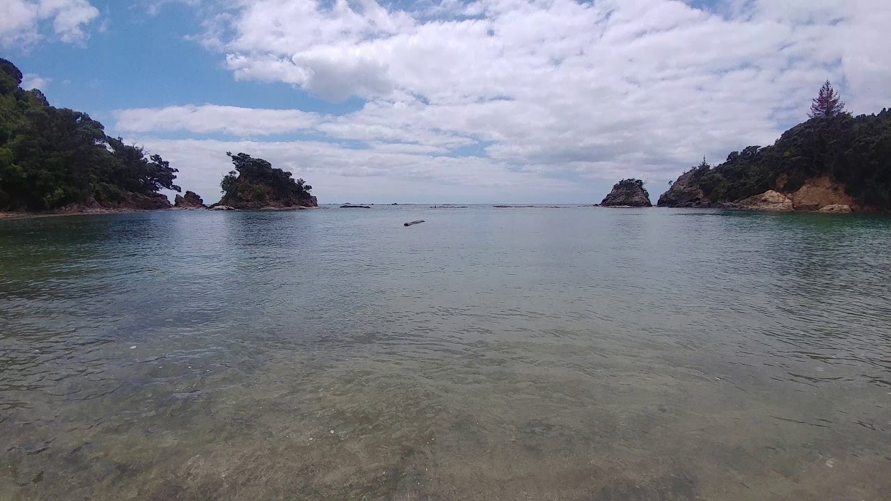 Orca in enclosure Bay, Waiheke Island - YouTube