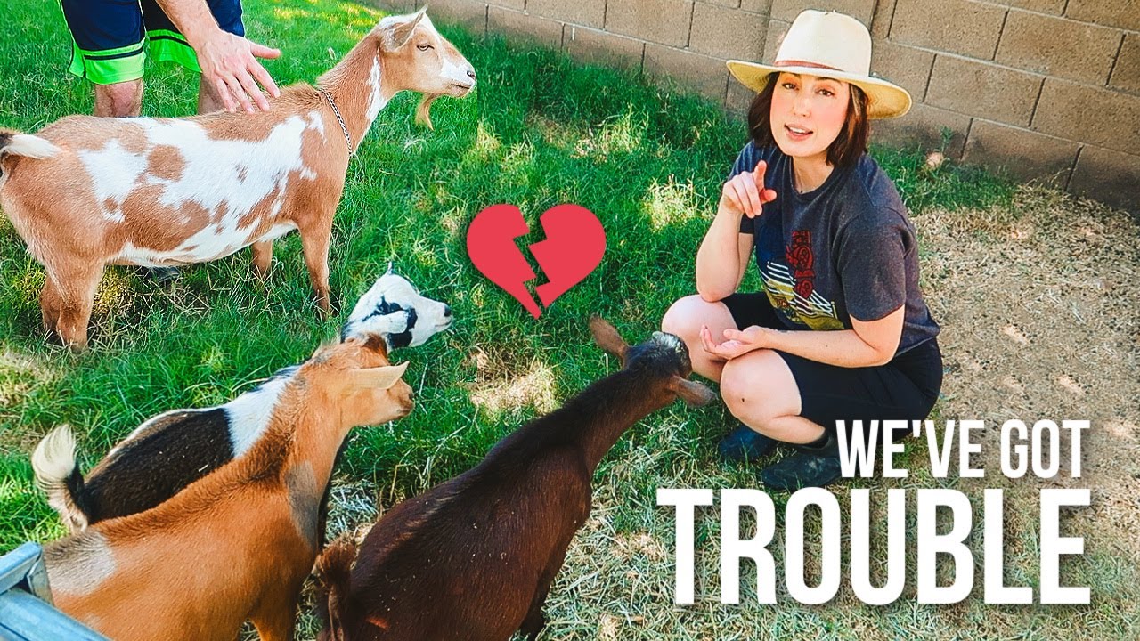 Wolf Tree Ranch – Nigerian Dwarf Dairy Goats