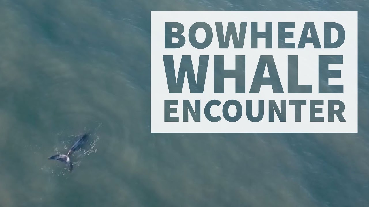 Rare Bowhead whale encounter - Drone view - YouTube