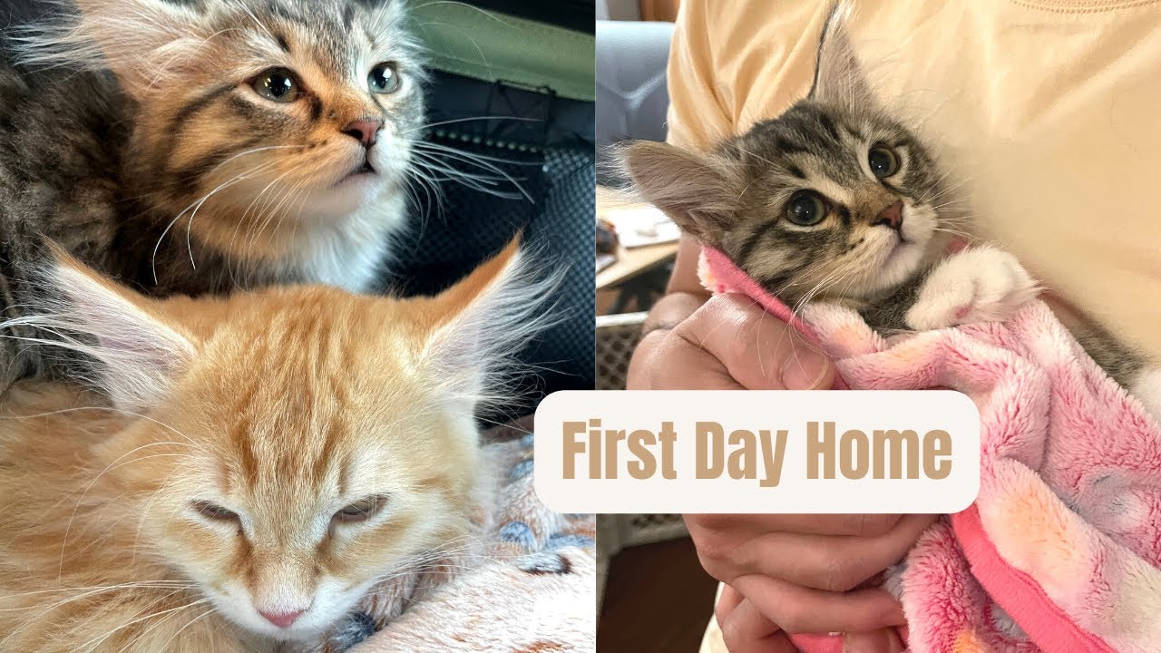 Siberian Kittens' First Day Home - YouTube