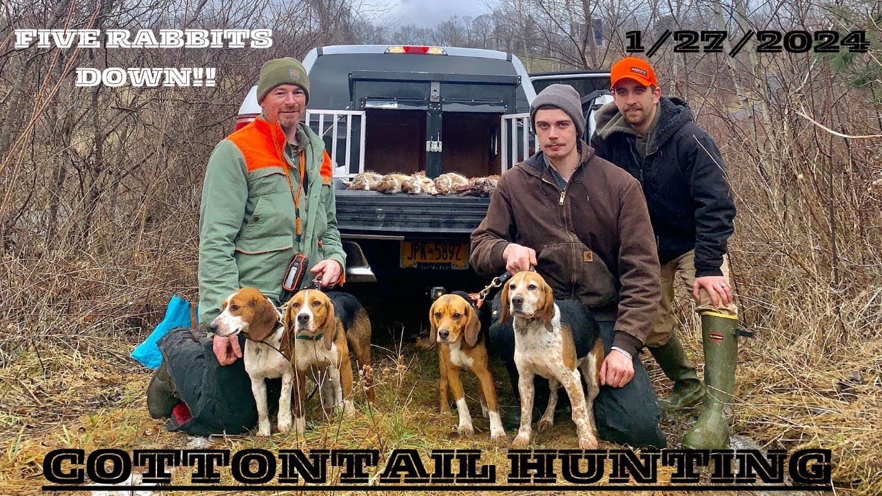 RABBIT HUNTING WITH BEAGLES! 5 Cottontails DOWN!! - YouTube