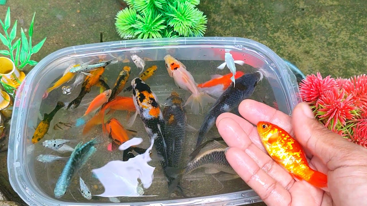 finding ornamental fish koi fish Koki fish catfish betta fish Molly ...