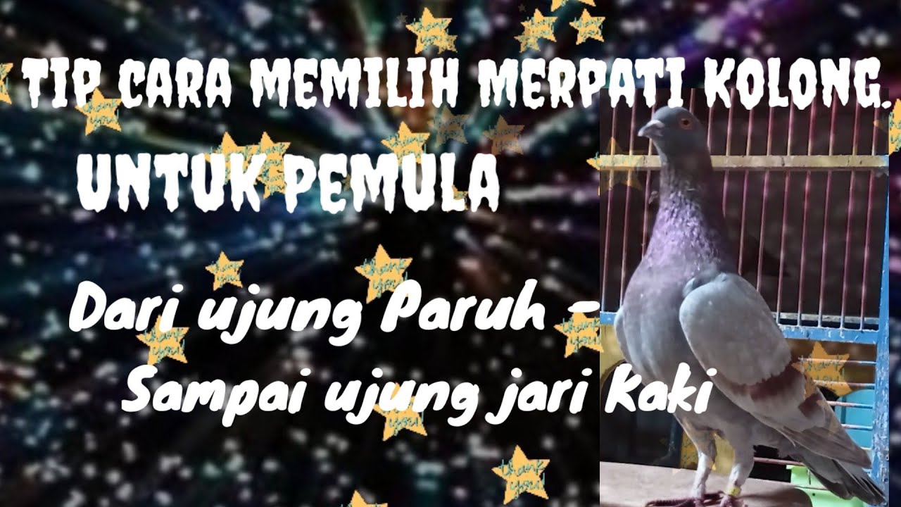 Tip Cara Jitu memilih merpati Kolong untuk Pemula mulai dari ujung ...