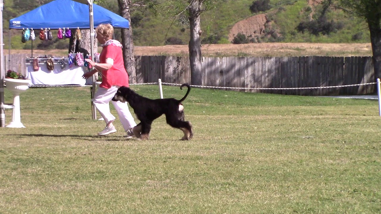 AHCC specialty Fri AM dogs class winners - YouTube