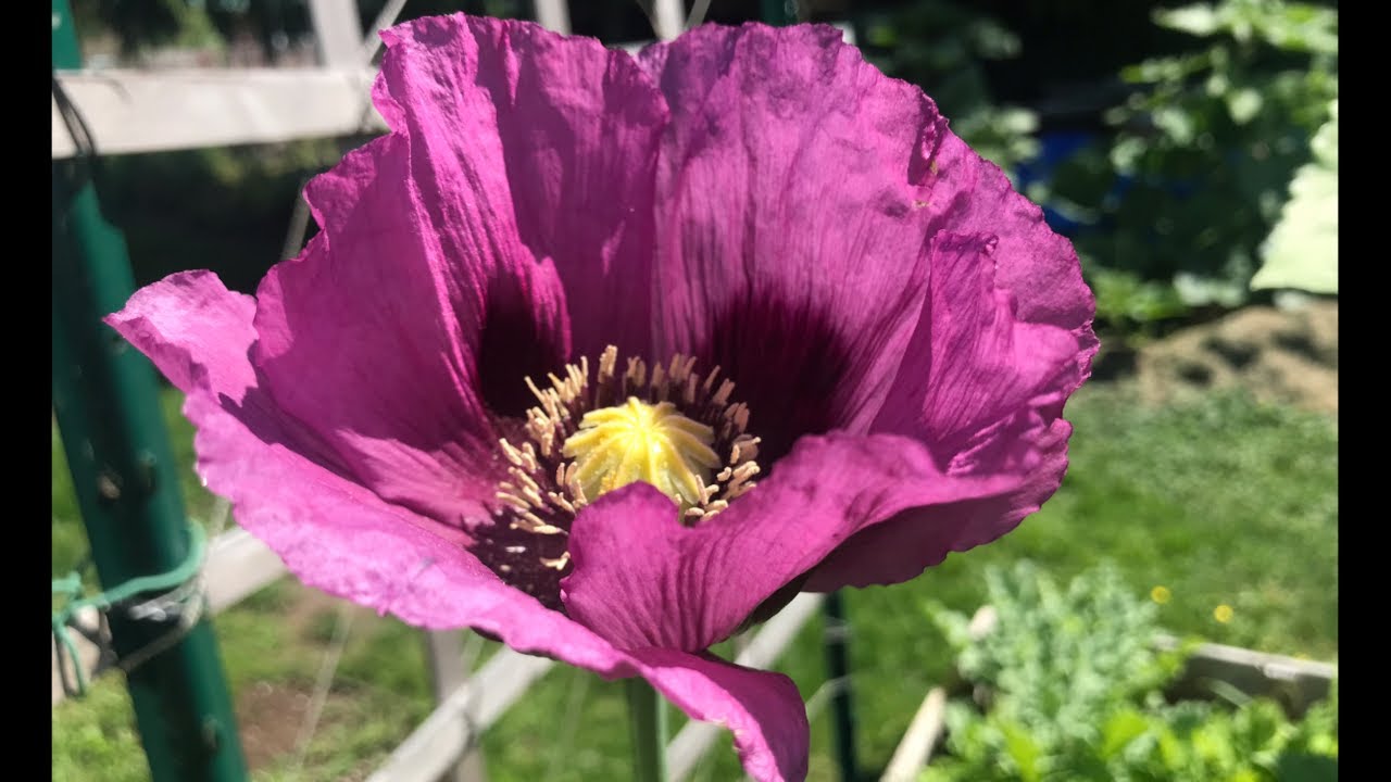 Growing Poppies in Raised Bed: Hungarian Blue/Lauren’s Dark Grape ...