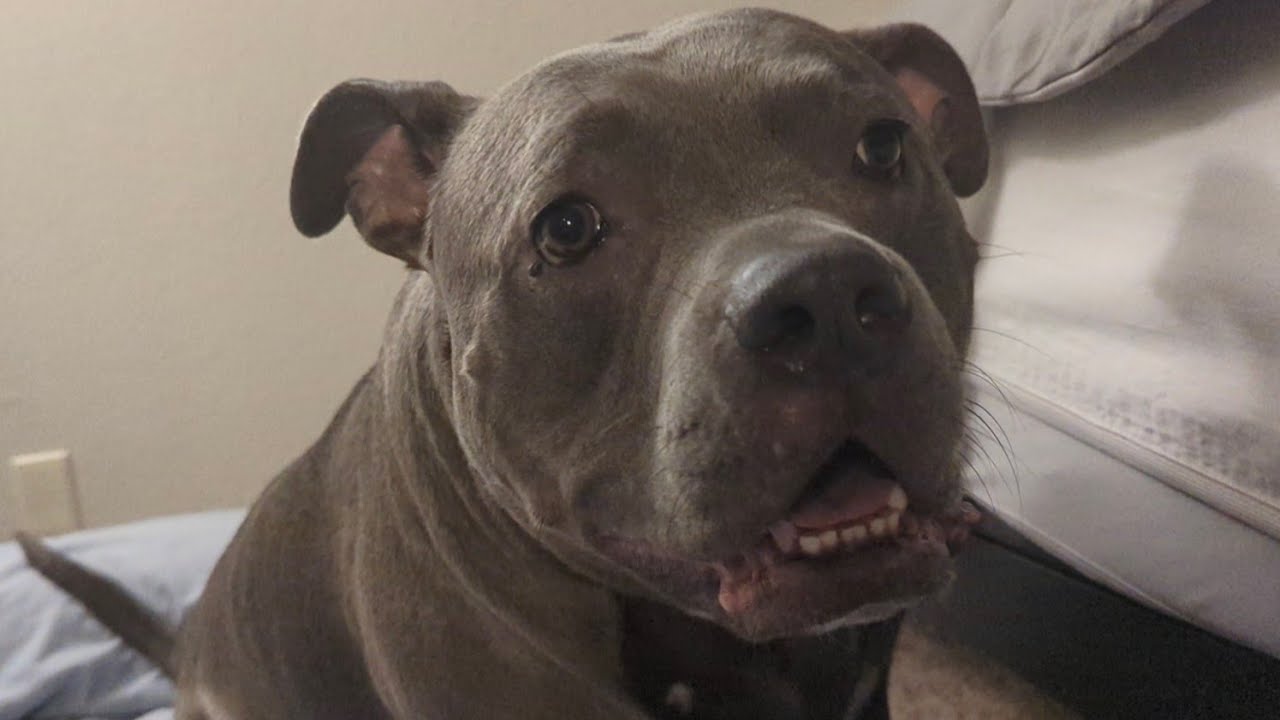 ** Zeusy the Pitty IS BACK!!! 💜💜💜 - YouTube