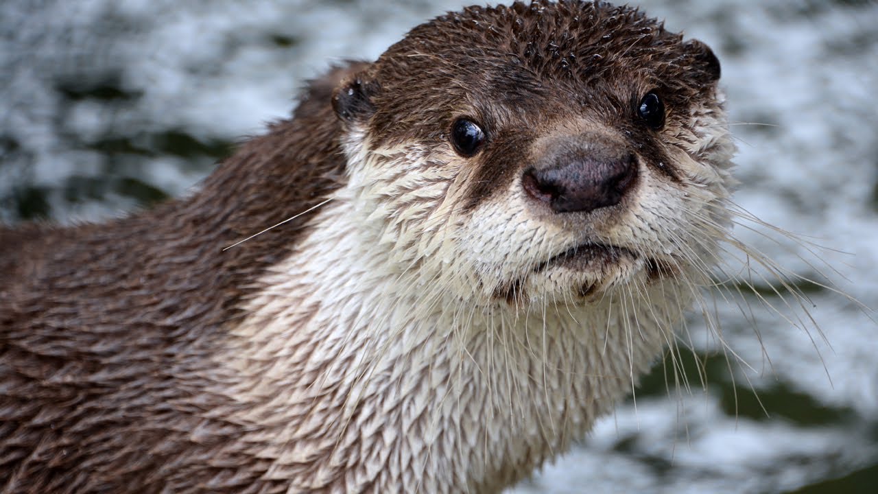 New African Clawless Otter Exhibit Now Open - YouTube