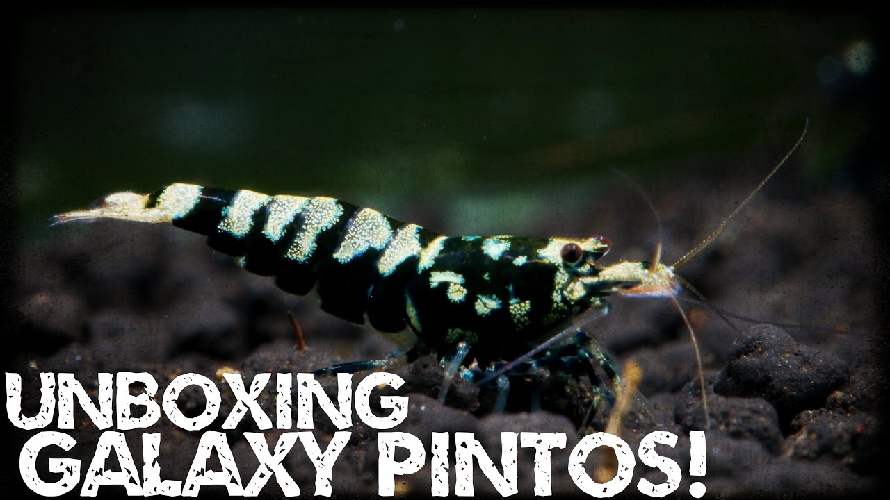 Unboxing Galaxy Pinto Shrimp! - YouTube