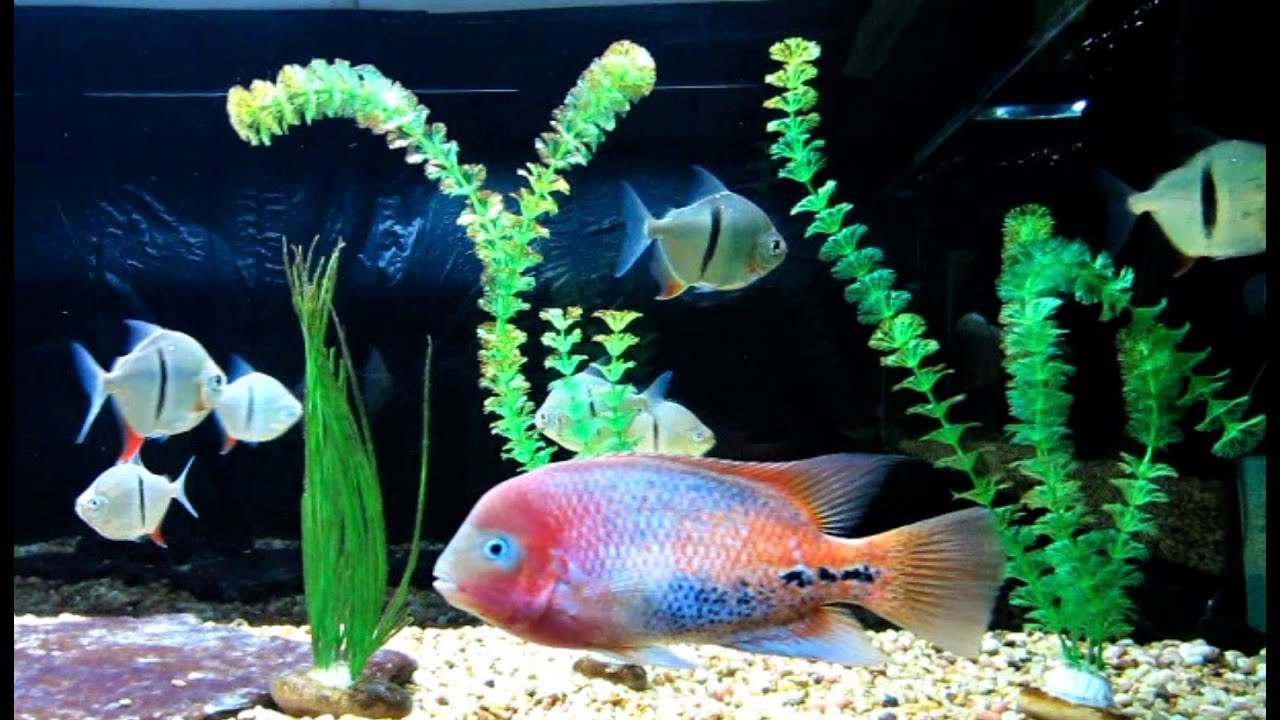 Thin Bar Silver Dollar fish and Tankmates - YouTube