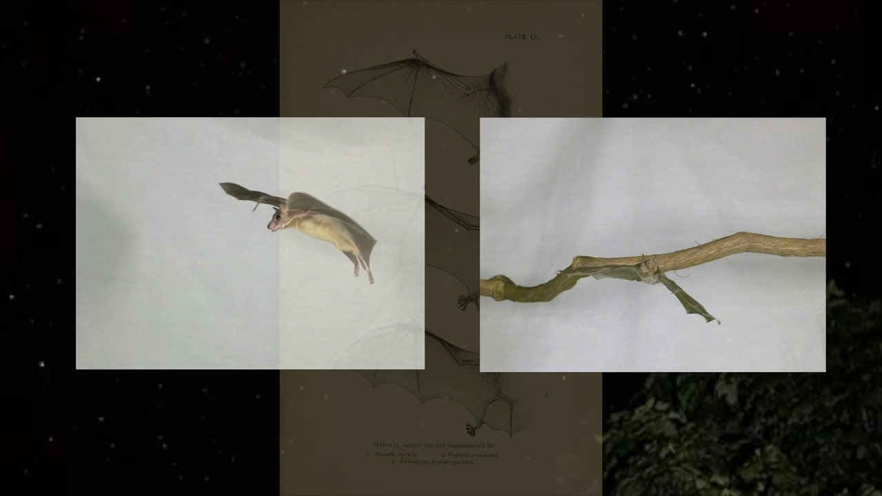 Studio_Bats Movement - YouTube