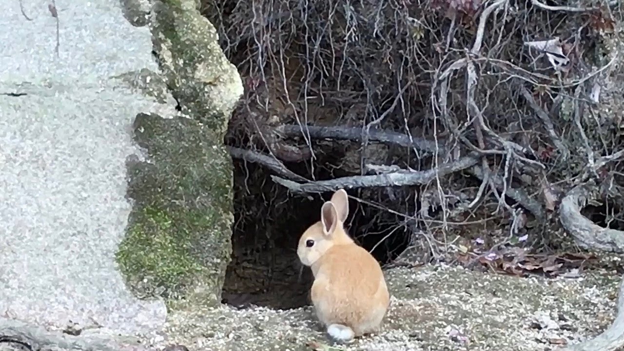 The baby rabbit was startled by the crow and ran home. - YouTube
