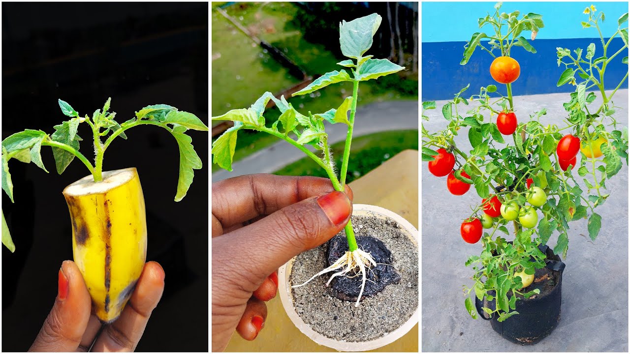 Amazing method for grow tomato plant at home roof || From sowing to ...