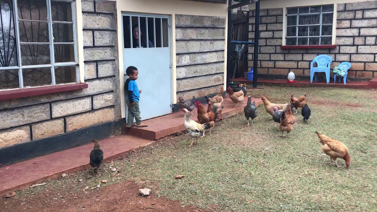 Feeding Kienyeji chickens in the village - YouTube