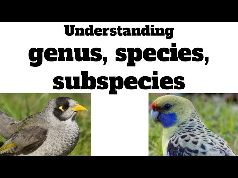 understanding genus, species, subspecies | a lesson in animal taxonomy ...