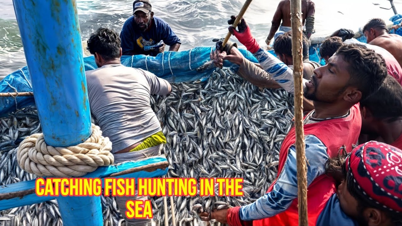 Catching Fish hunting in the Sea - YouTube