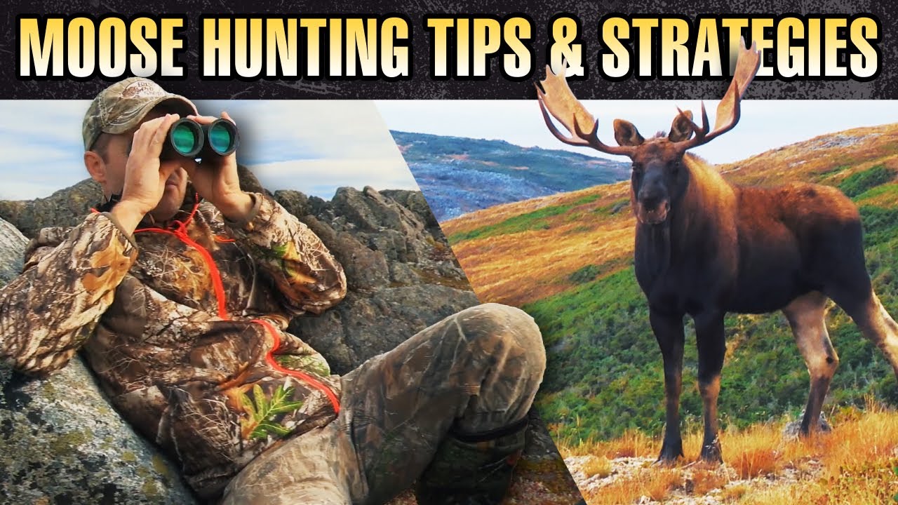 Moose Hunting Tips & Strategies! | Keith Beasley - YouTube