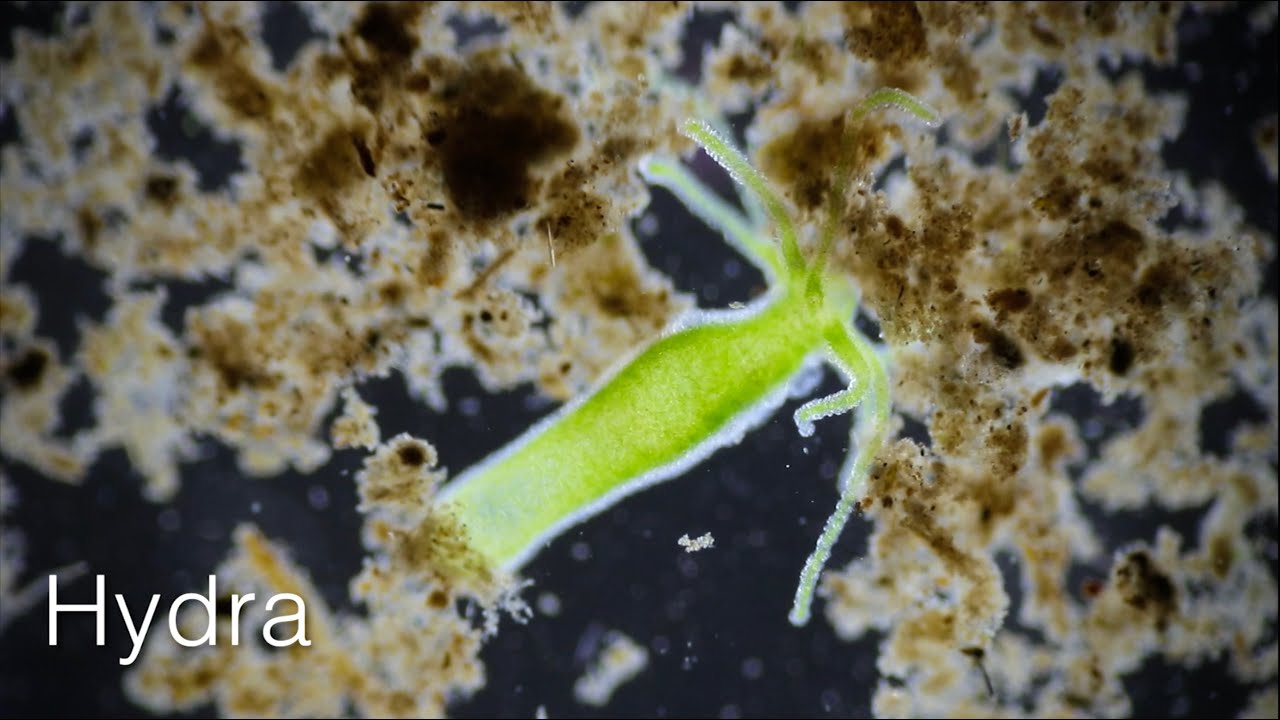 Hydra in pond water (with bonus Ostracod footage). - YouTube