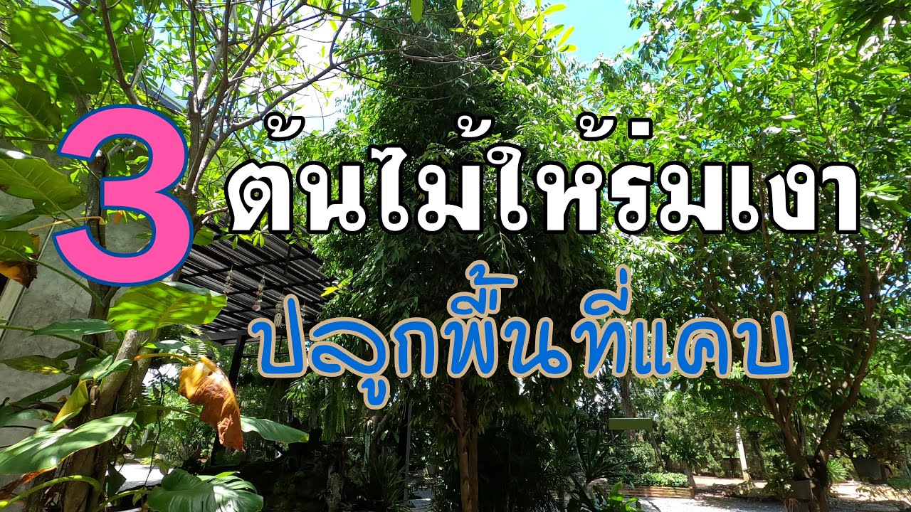 3 ต้นไม้ให้ร่มเงา ปลูกพื้นที่แคบ Youtube