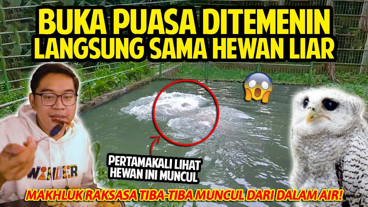 - YouTube