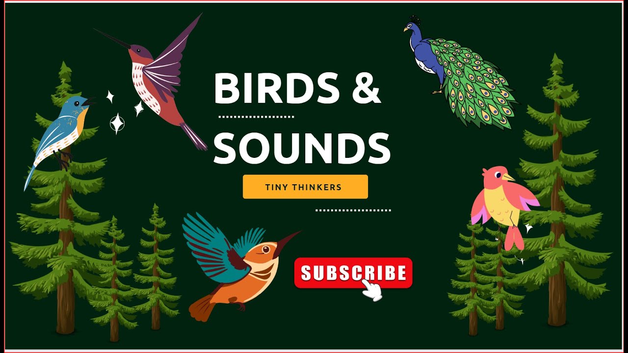 Bird Names & Sound | Sounds Compilation | Birds Voices for Kids | Birds ...