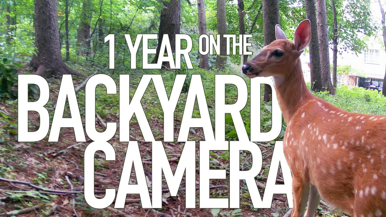A whole year of wildlife in the backyard in just 45 minutes - YouTube