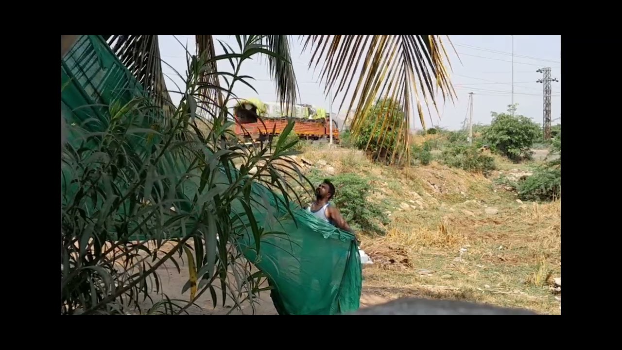 Catching coconut from trees using Green sheet . At home - YouTube