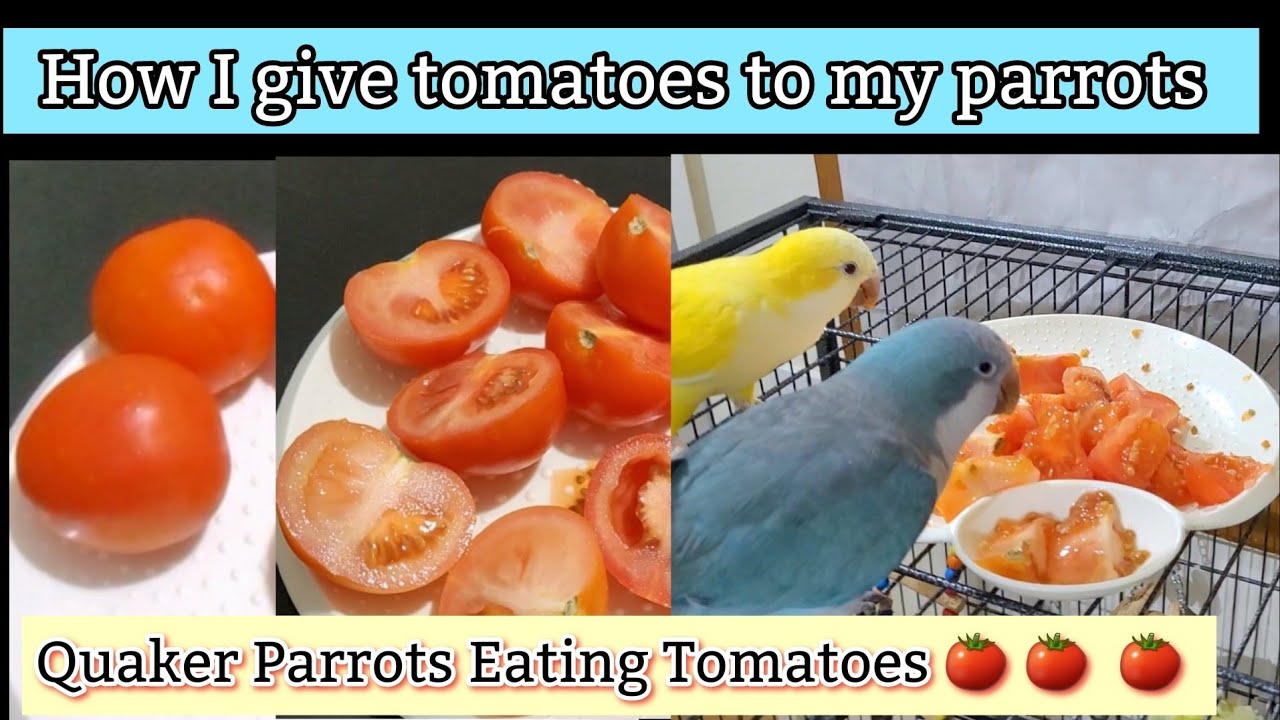 How to give tomatoes to parrot | How I give tomatoes to my Parrots ...