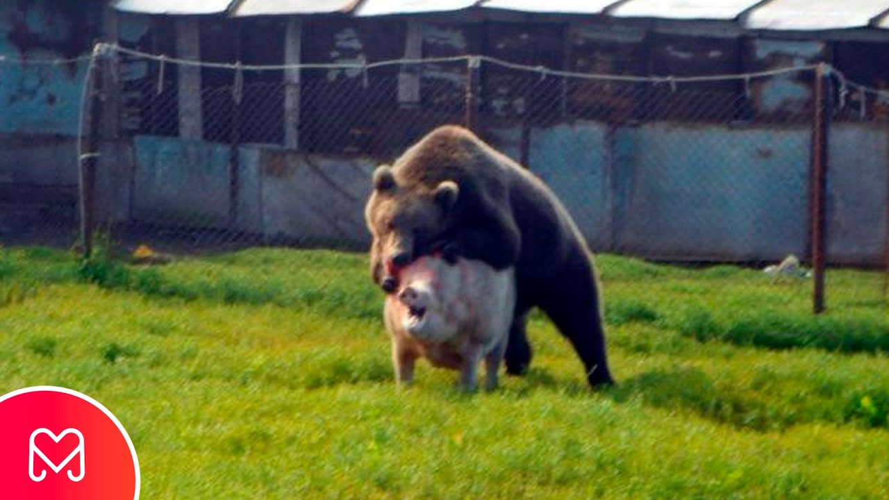 URSO COMEU PORCO DE 200 KG VIVO - YouTube