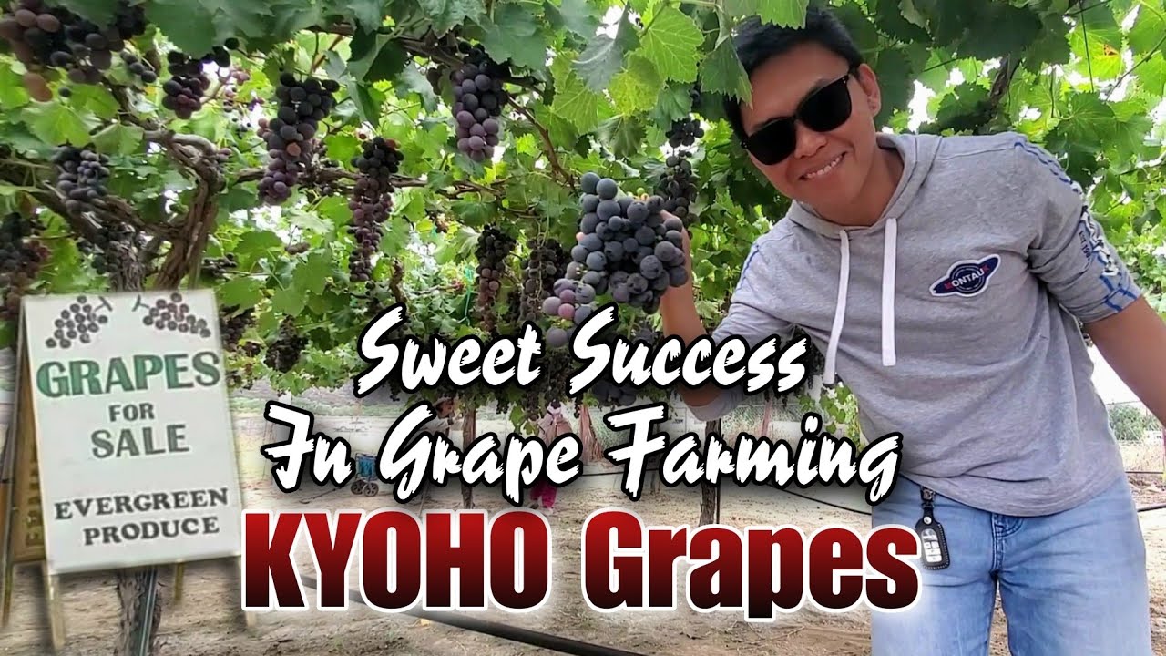 KYOHO Grapes | Sweet Success In GRAPE Farming - YouTube