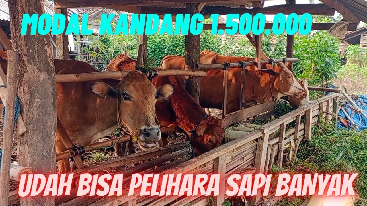 MODAl KANDANG SAPI MURAH‼️UDAH BISA PELIHARA SAPI BANYAK⁉️ - YouTube