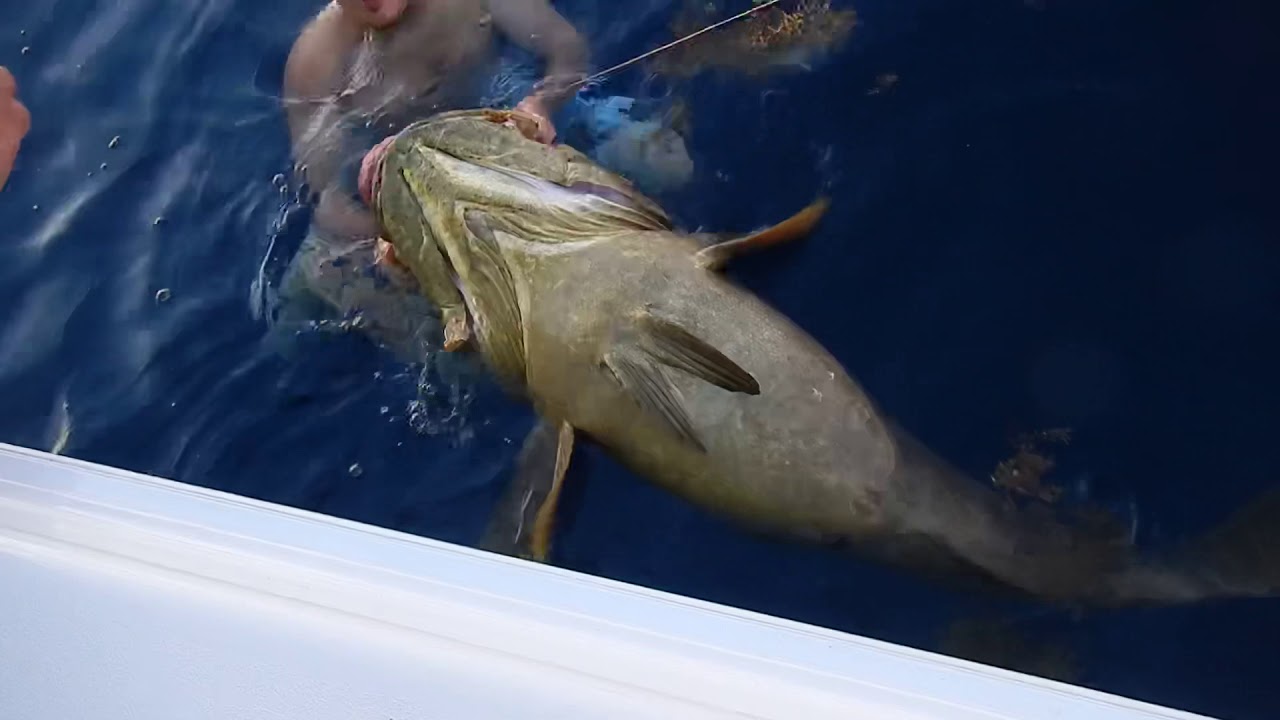 Save a fish - YouTube