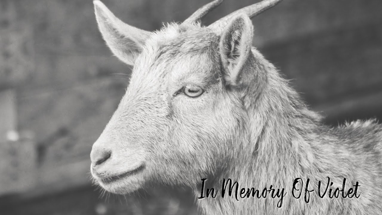 In Memory Of Violet - YouTube