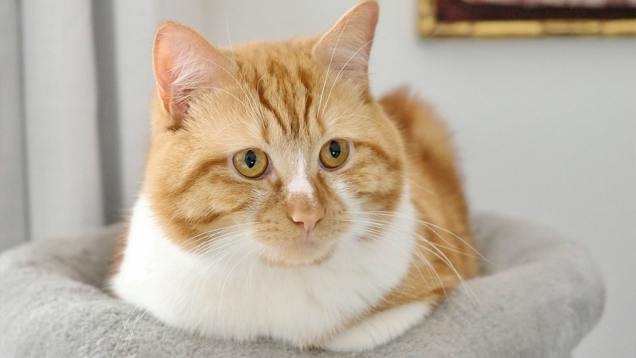 Best of Mori The Ginger Cat 😸 - YouTube