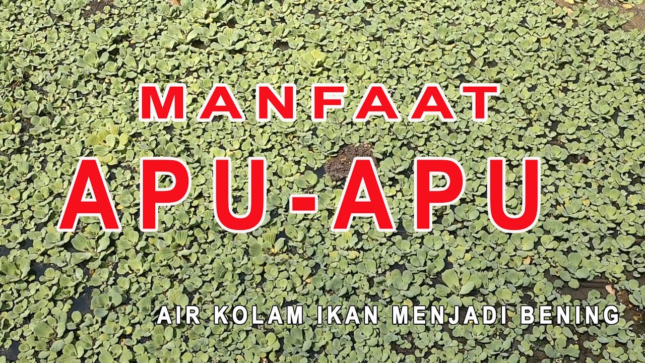 MANFAAT APU-APU - YouTube