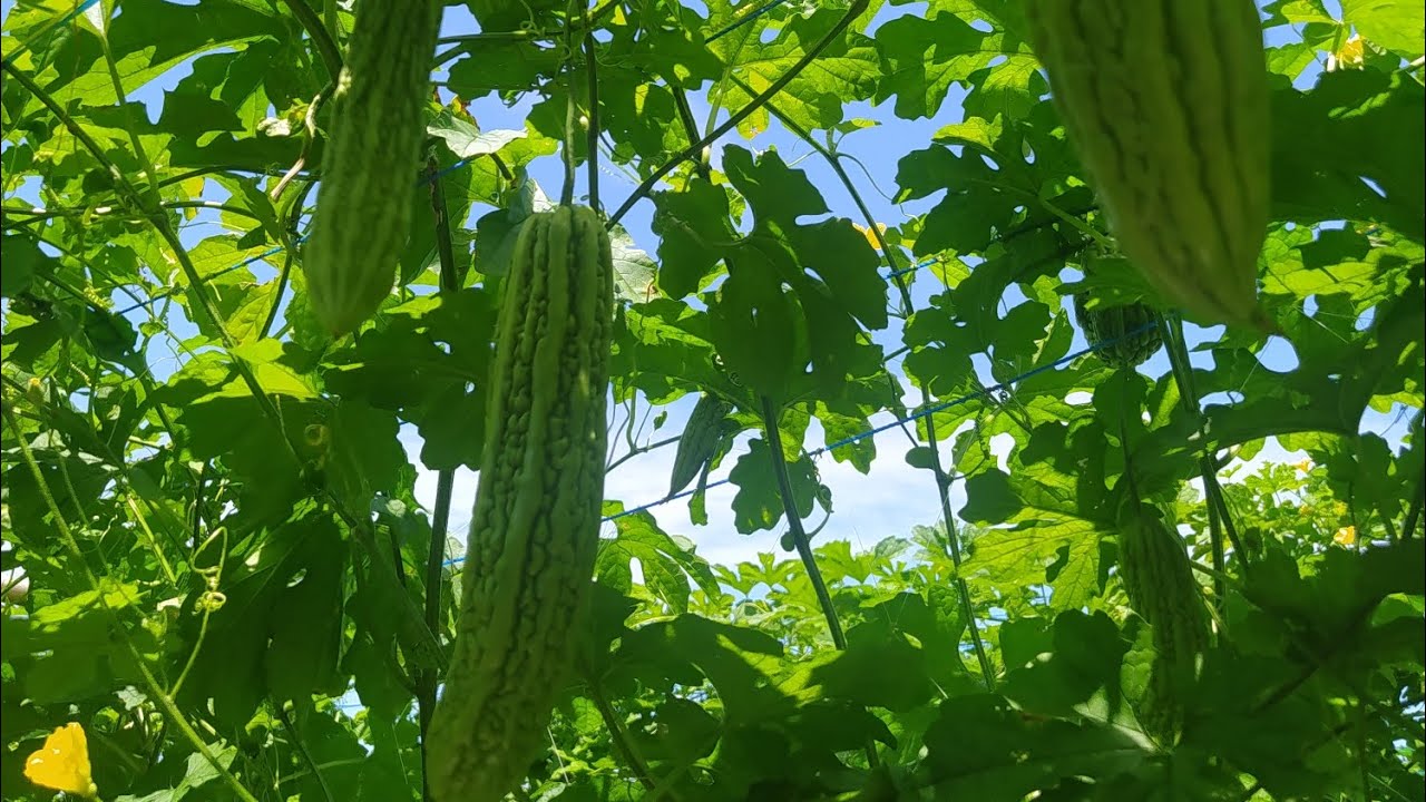 Kebun pare lebat banget buahnya gaes #pare #sayurpare #vegetables # ...